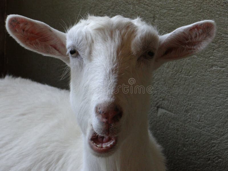 Goat stock image. Image of farm, smile, white, stockyard - 64616879