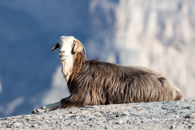 Goat in Oman stock photo. Image of wadi, travel, nizwa - 65945896