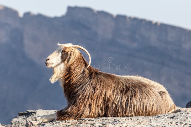 Goat in Oman stock image. Image of animal, domestic, nizwa - 66844259