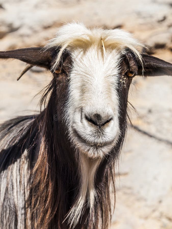 Goat stock image. Image of smiling, goat, sheep, jebel - 90563043