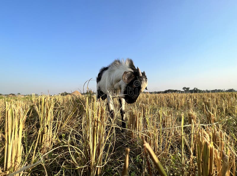 Goat stock photo. Image of goat, crop, produce, grassland - 277229670