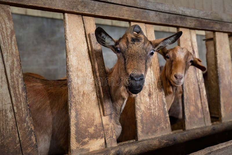 Goat Organic Farming and Lambing Industry Stock Photo - Image of field ...
