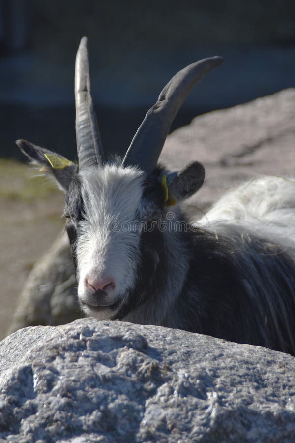 A Gorgeous Goat stock image. Image of animal, domestic - 379301205