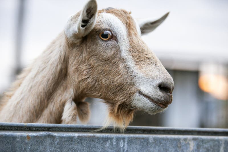 Goat Outside during the Day Stock Image - Image of goat, cute: 149412297