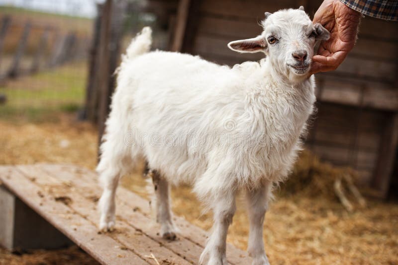 Goat Outside during the Day Stock Image - Image of eyes, goat: 149412713