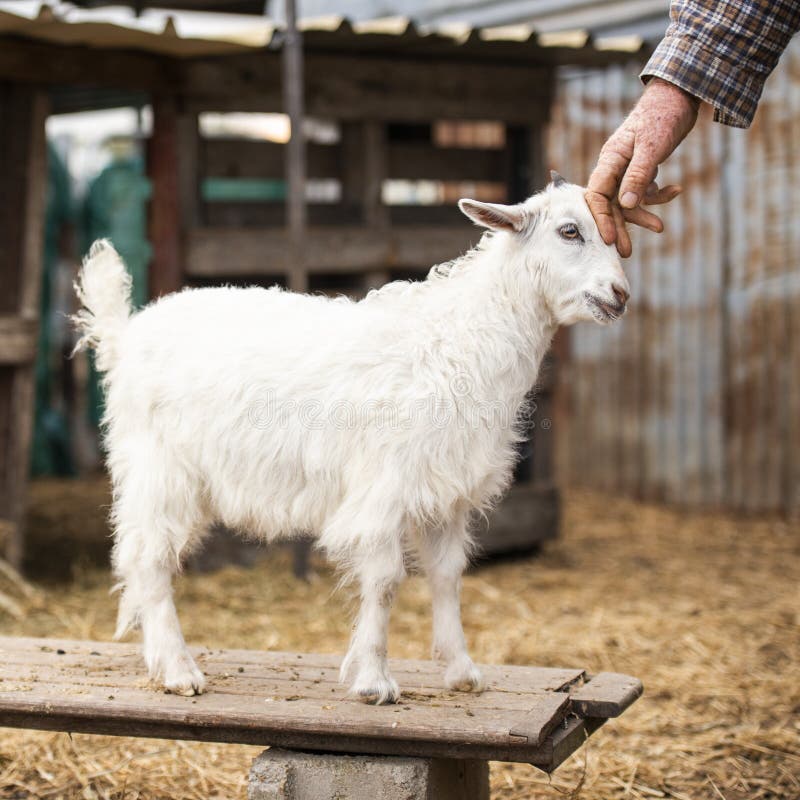 Goat Outside during the Day Stock Photo - Image of farm, eyes: 149412736