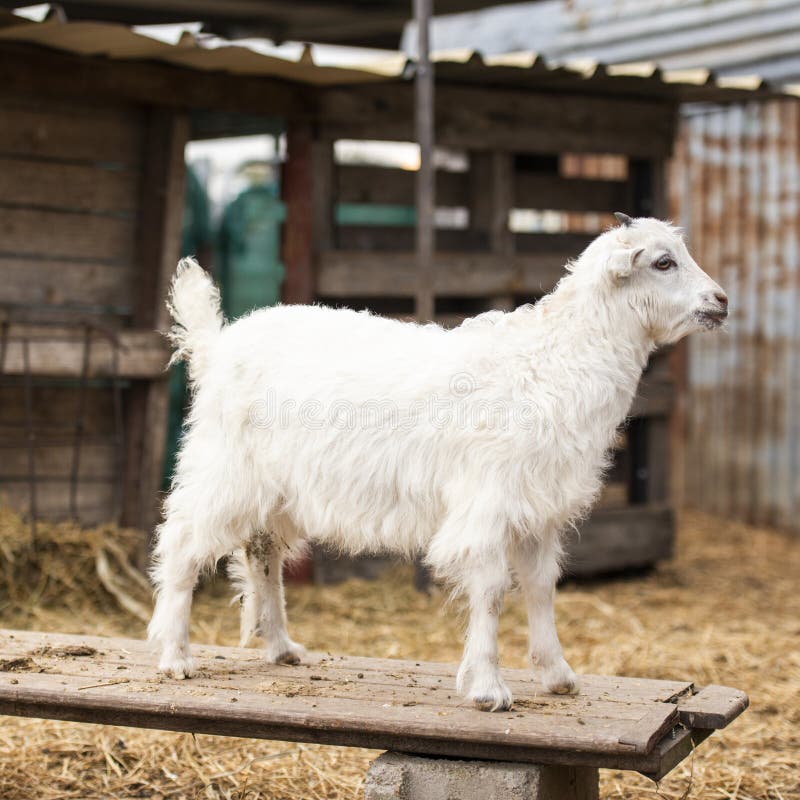 Goat Outside during the Day Stock Photo - Image of soft, cute: 149412752