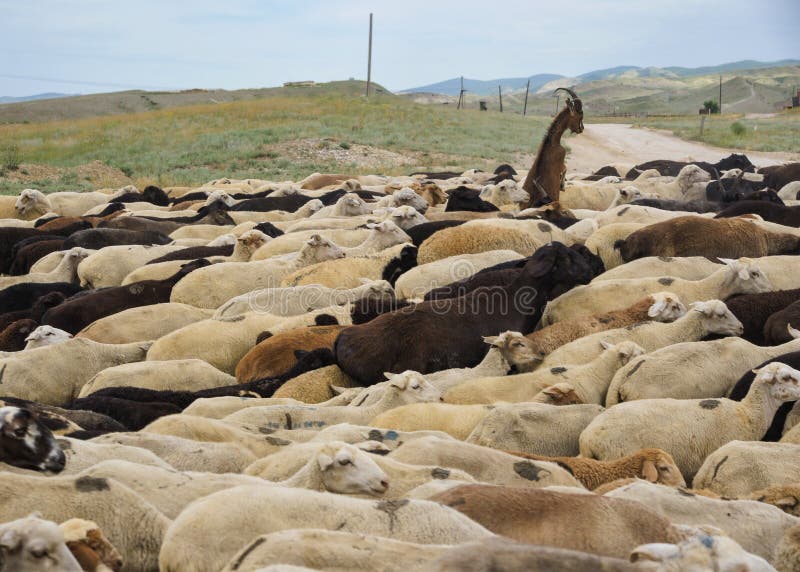 A Goat Over a Flock of Sheep Stock Image - Image of livestock, alpine ...