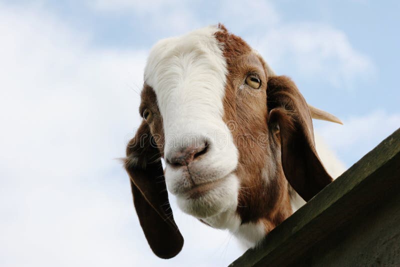 Goat in the paddock stock photo. Image of horns, brown - 17509502