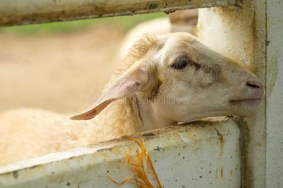 Goat in the paddock stock photo. Image of horizontal - 59416168