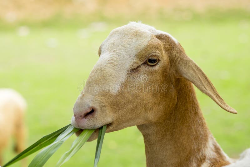 Goat in the paddock stock image. Image of graze, domestic - 59427471