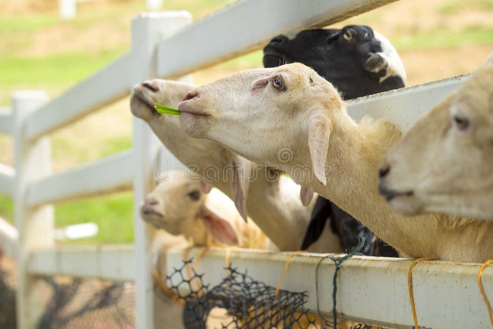 Goat in the paddock stock photo. Image of field, cute - 59427574