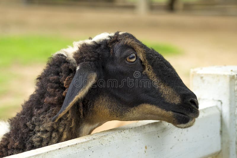 Goat in the paddock stock photo. Image of horizontal - 59427682