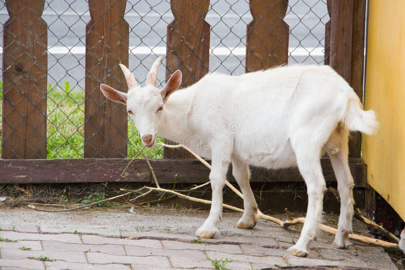 Goat Paddock Chewing Branch Stock Photos - Free & Royalty-Free Stock ...