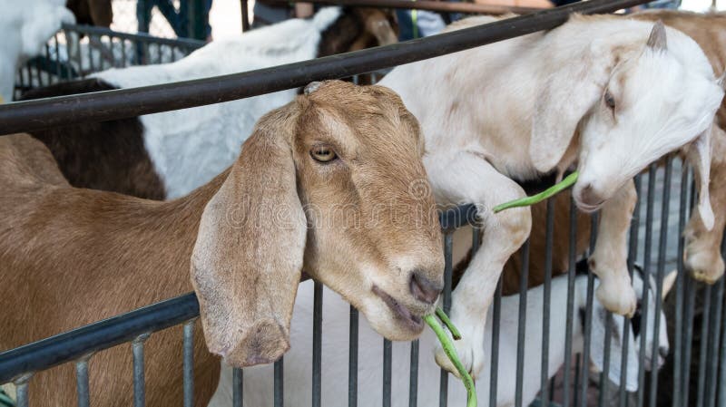 Goat in the paddock stock photo. Image of country, autumn - 61563208