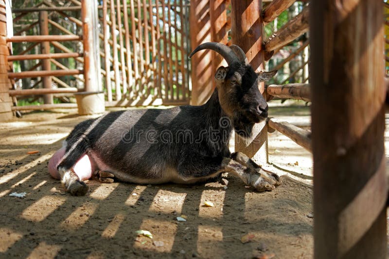 Goat stock image. Image of farm, horned, brown, goat - 57555743