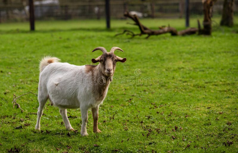 Goat on paddock stock photo. Image of field, herbivorous - 240679856