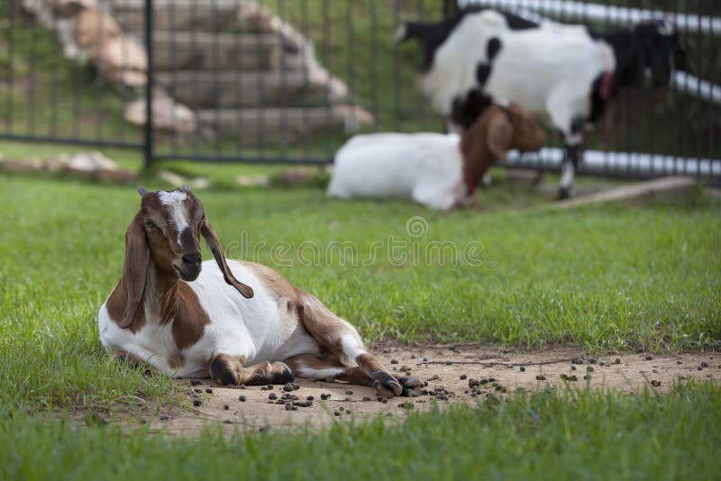 Goat in the paddock farm. stock photo. Image of economy - 58506750