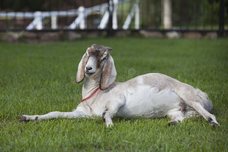 Goat in the paddock farm. stock image. Image of herbage - 58506775