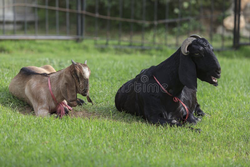 Goat in the paddock farm. stock image. Image of economy - 58506835