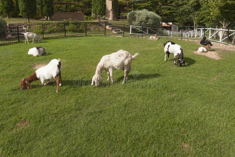 Goat in the paddock farm. stock image. Image of farmland - 58509155
