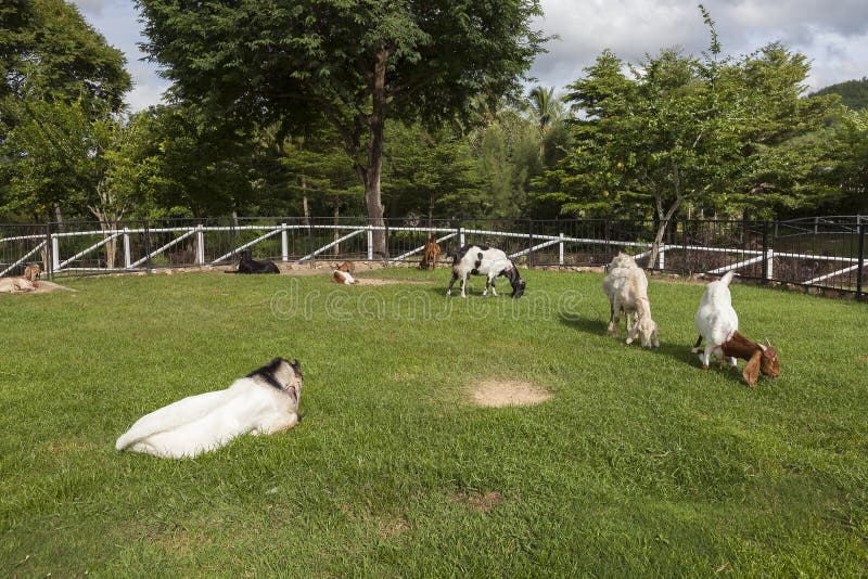 Goat in the paddock farm. stock image. Image of farm - 58509457