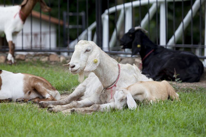 Goat in the paddock farm. stock image. Image of herbage - 58509729