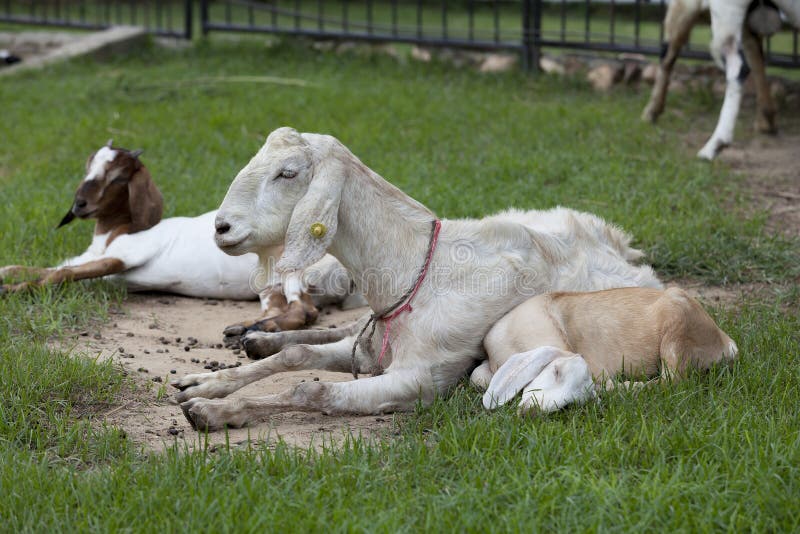 Goat in the paddock farm. stock photo. Image of environment - 58509784