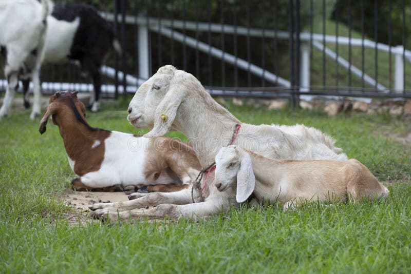 Goat in the paddock farm. stock image. Image of feed - 58509903
