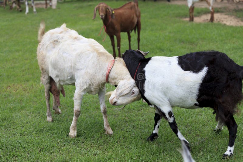 Goat in the paddock farm. stock photo. Image of ling - 58510020