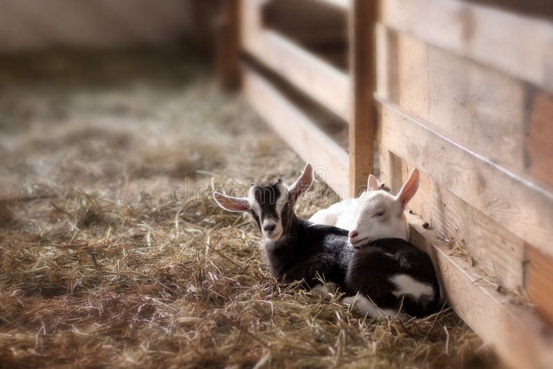 Goat in the paddock stock photo. Image of leash, domestic - 77081844