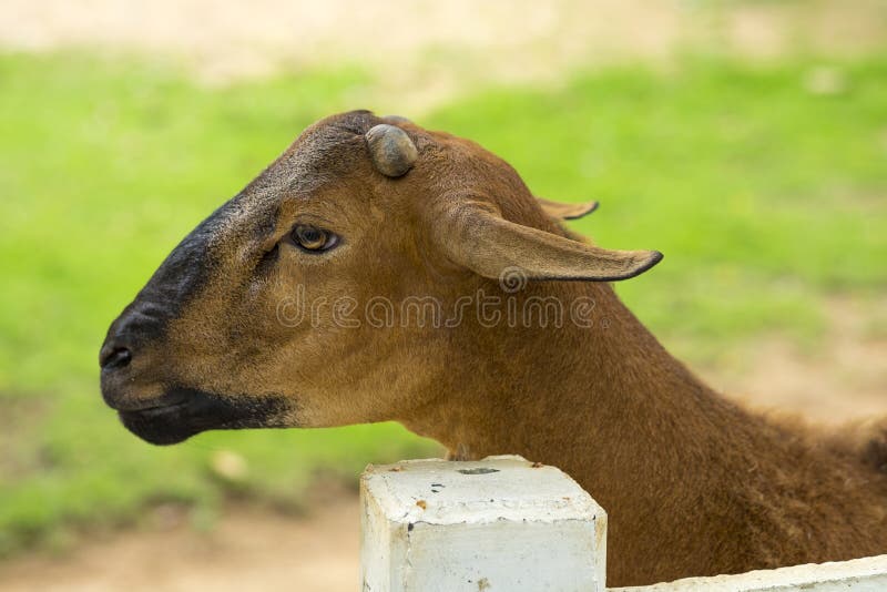 Goat in the paddock stock photo. Image of face, leash - 59433104