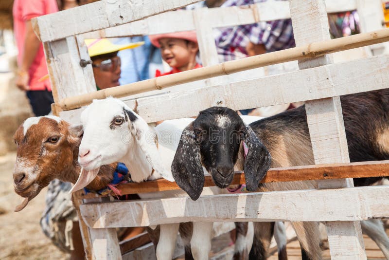 Goat in the paddock stock image. Image of feeding, domestic - 76980823