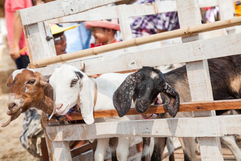 Goat in the paddock stock image. Image of feeding, farmland - 76980827