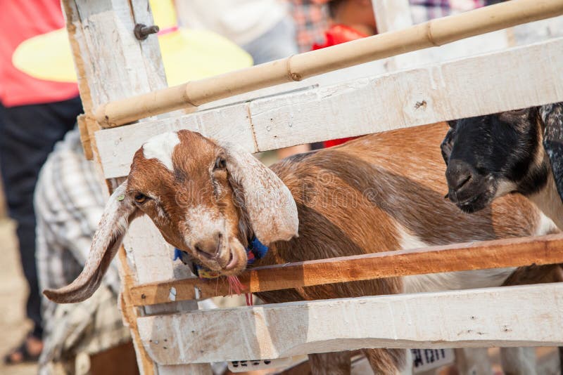 Goat in the paddock stock photo. Image of face, cute - 76980840