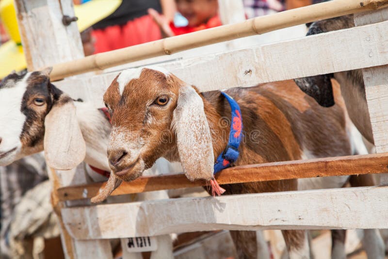 Goat in the paddock stock photo. Image of animals, female - 76980914