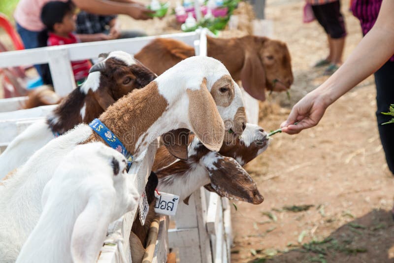 Goat in the paddock stock photo. Image of agricultural - 76981020