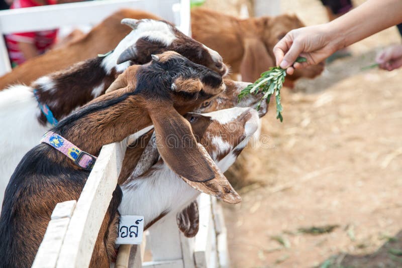 Goat in the paddock stock image. Image of horn, comic - 76981027