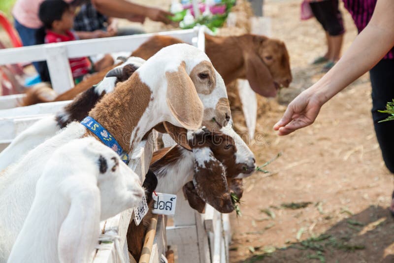 Goat in the paddock stock image. Image of ears, green - 76981029