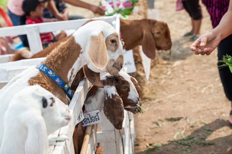 Goat in the paddock stock image. Image of farm, ears - 76981105
