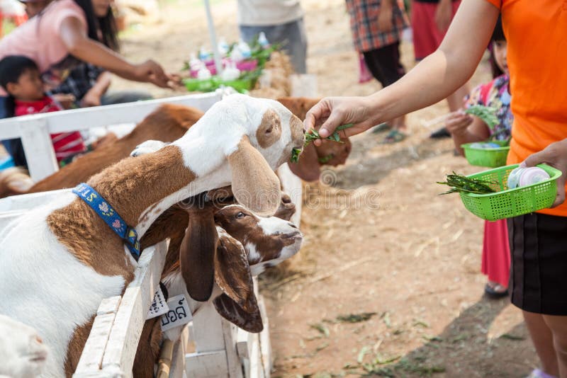 Goat in the paddock stock image. Image of grass, animal - 76981143
