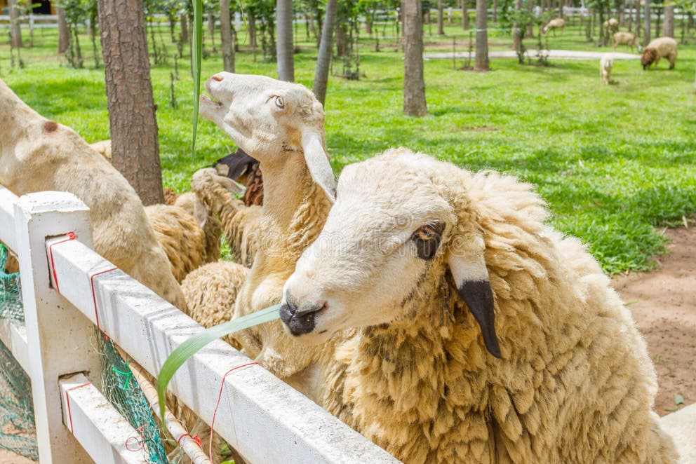 Goat in the paddock stock photo. Image of thailand, paddock - 77901400
