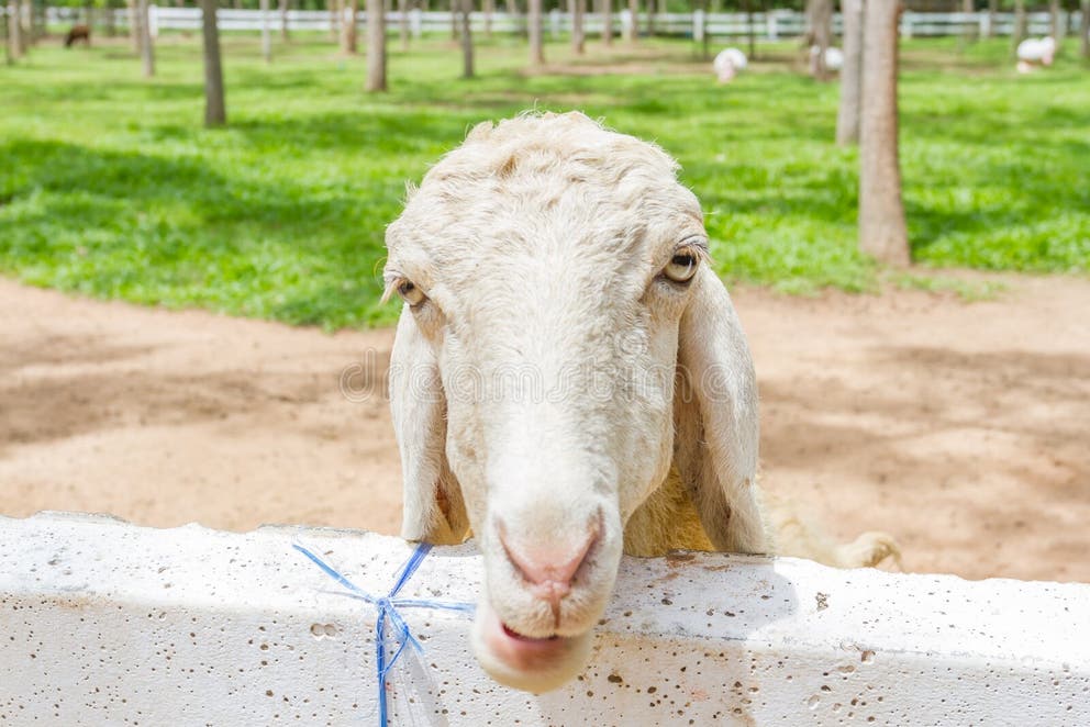 Goat in the paddock stock image. Image of snout, paddock - 77901491