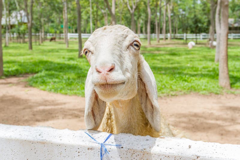 Goat in the paddock stock image. Image of paddock, sheep - 77901641