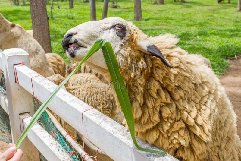 Goat in the paddock stock image. Image of paddock, sheep - 77901641