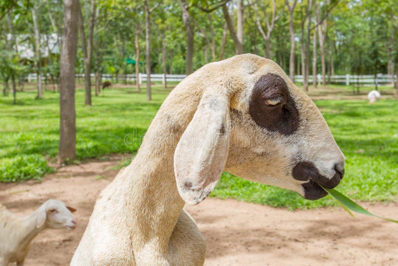 Goat in the paddock stock image. Image of thailand, goat - 77901659