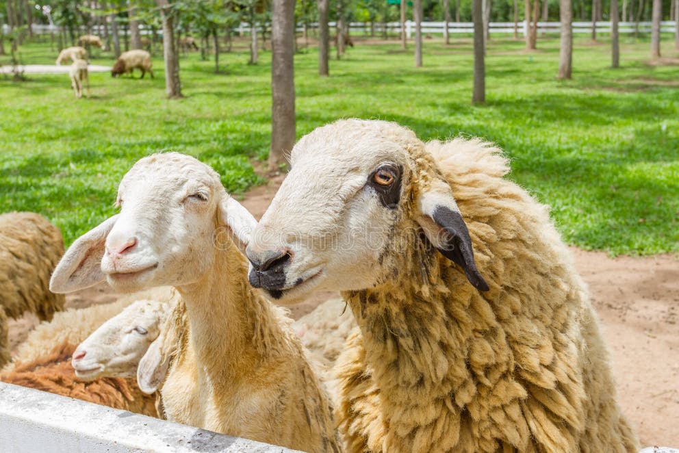 Goat in the paddock stock photo. Image of farm, goat - 77901698