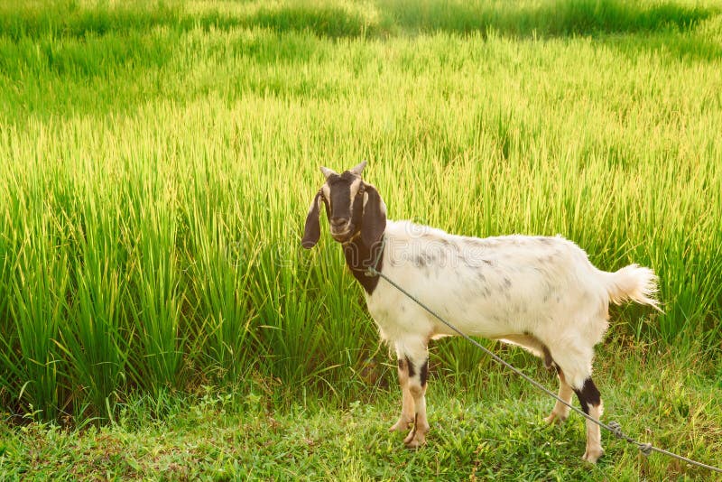 Goat in Paddy Field.Thailand. Stock Photo - Image of goat, farming ...