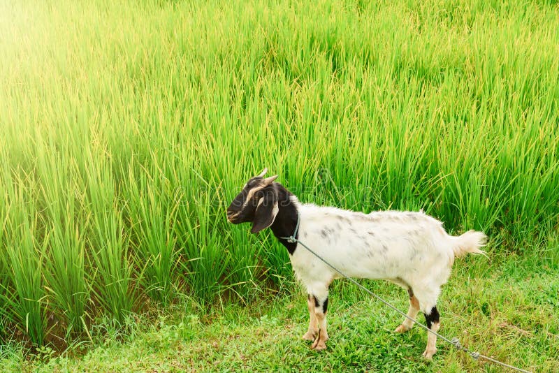 Goat in Paddy Field.Thailand. Stock Photo - Image of goat, farming ...