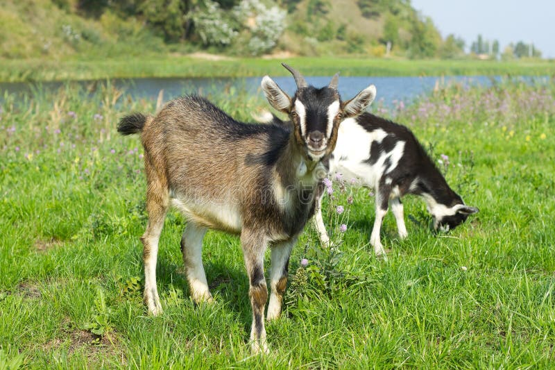 Goat pasture stock photo. Image of animal, farmland, eating - 38203726